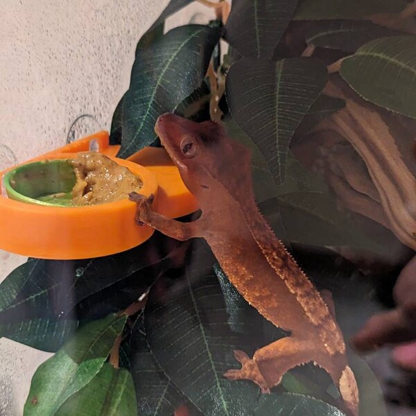 Gecko Food Ledge + Bowls & Spoon Kit | Choice of Colours | 3D Printed ...