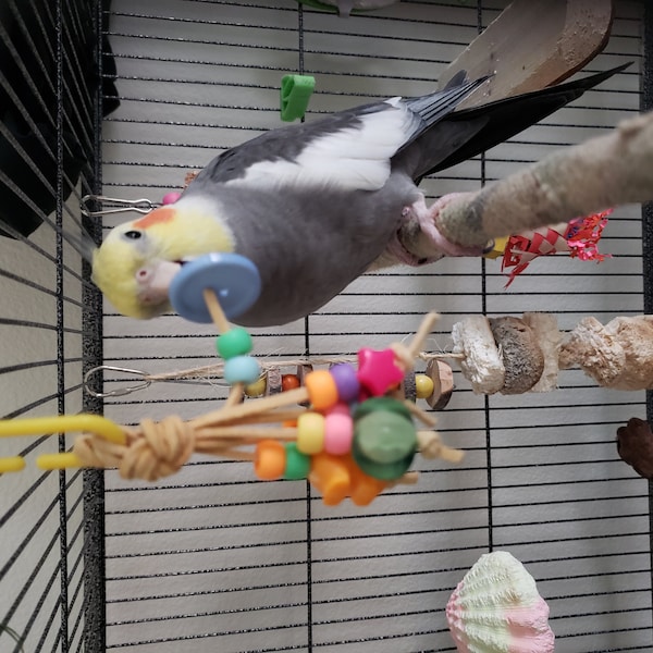 Sola Ball Fun Hand Made Toys for Small to Medium Pet Birds Using Safe ...