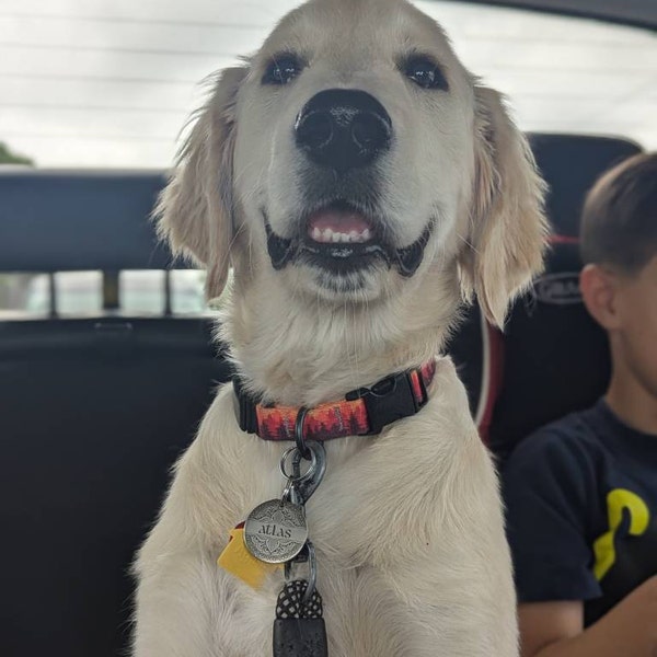 Personalized Pet Tag - Elven Scrollwork With Celtic Border - Custom Dog ...