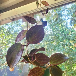 Hoya Millie Sms 019 in 4.5”pots - Rare Hoya - Wax Plant - Attractive ...