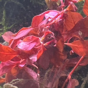 Hydrocotyle Tripartita Mini / Hydrocotyle Tripartita Sp. Japan / Mini ...