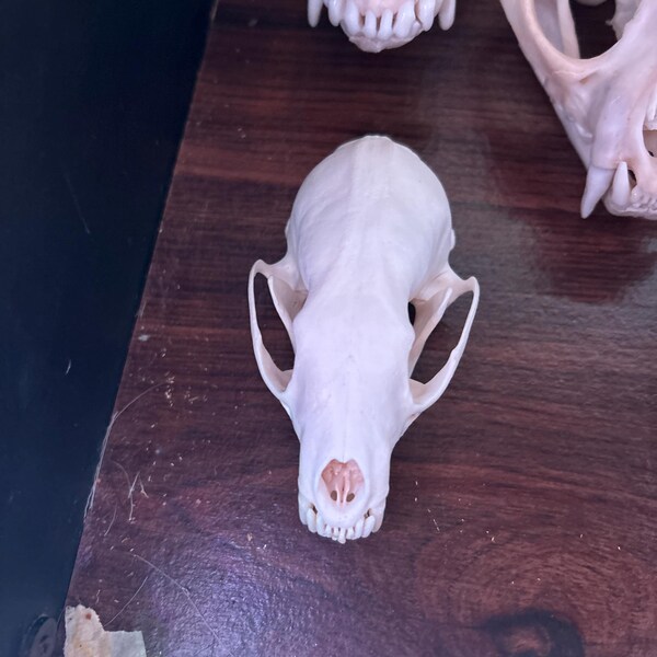 Authentic Montana American Bison Buffalo Jaw Bone - Etsy