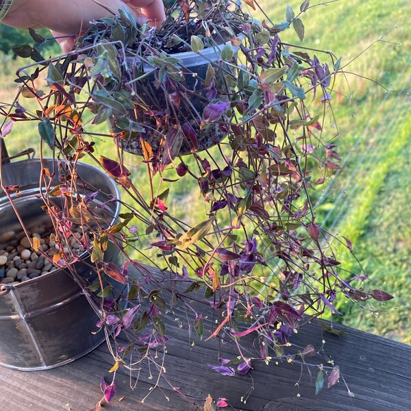 Tradescantia Bridal Vail ~ Tiny White Flowers ~ Easy Houseplant ~ Rare ...