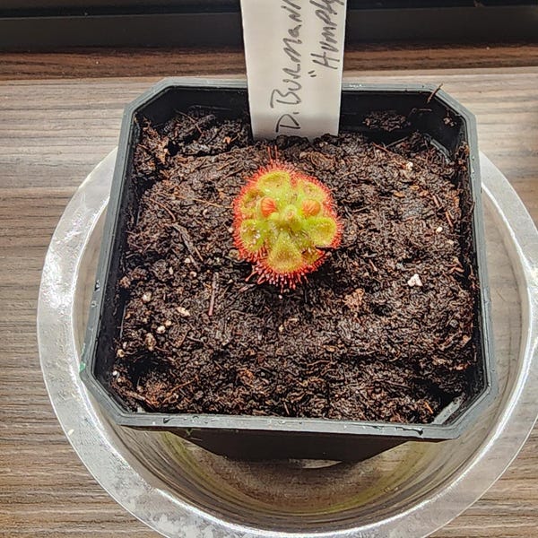 Xyris Difformis Bog Yellow-eyed-grass - Etsy