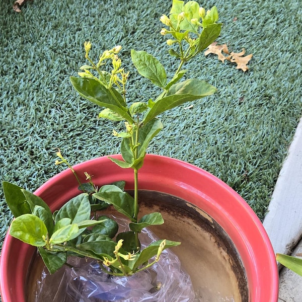 Cycd Taiwan Golden Orange Bloom Stage Currently Dormant ...... 50 ...
