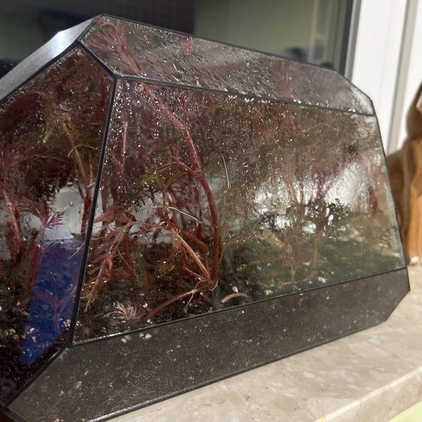 Waterproof 16.5 Inches 42 Cm Geometric Terrarium Phobos - Stunning ...