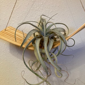 Wall Mount Diamond Planter With Saucer Geometric Wall | Etsy