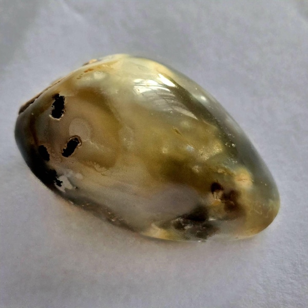 Spiralite Agatized Fossil Seashell: Chalcedony Crystal Shell - Etsy