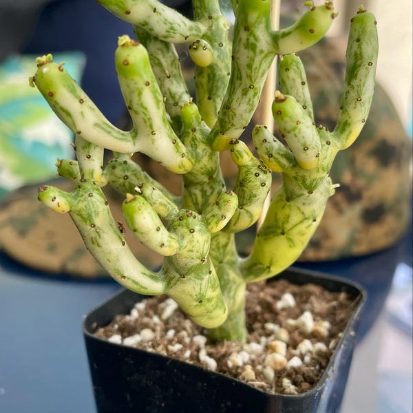 Variegated Pencil Cactus | Variegated Firestick | Variegated Plant ...