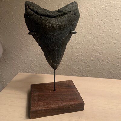 Medium Megalodon Shark Tooth Stand Shark Tooth Stand Custom Metal ...