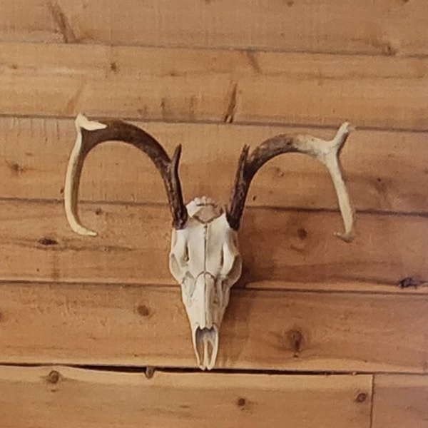 Nice Wide Droptine 11pt Whitetail Antler Horn Deer Fake Skull Mount ...
