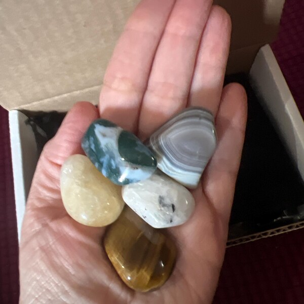 Fossil Mix | Raw Fossil Hunting Kit | Genuine Assortment of Fossils ...