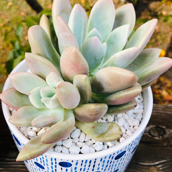 Graptoveria Opalina Succulent Plant 6 Pot - Etsy