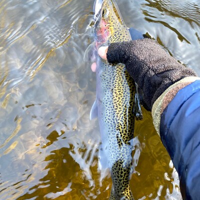 6 Sparkle Wing RS2 Fly Fishing Flies. Midges and Emergers. Trout Flies ...