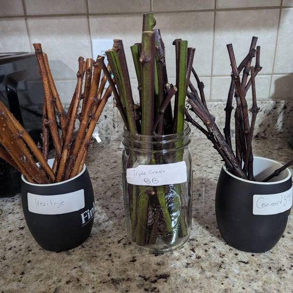 10 AMBROSIA Apple Fruit Tree Scion / Cutting / Scionwood / Wood ...