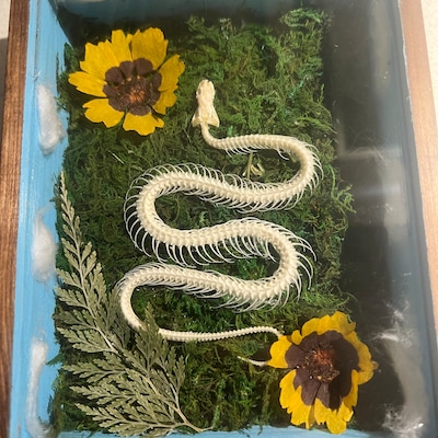 10-12inch Snake Skeleton Model Collection Snake Bone Specimen ...