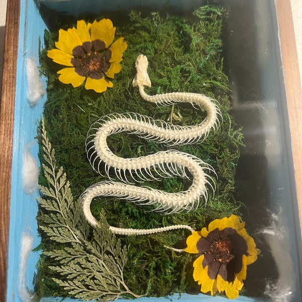 10-12inch Snake Skeleton Model Collection Snake Bone Specimen ...