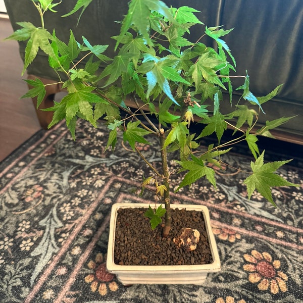 Dwarf Trident Maple Outdoor Bonsai Tree - Etsy