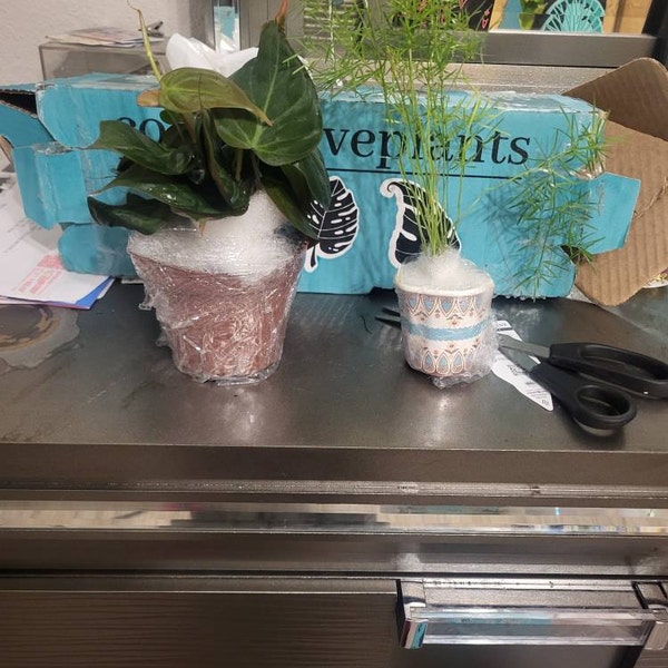 Philodendron Mican : Indoor Plants - Easy Care Houseplant - Starter ...