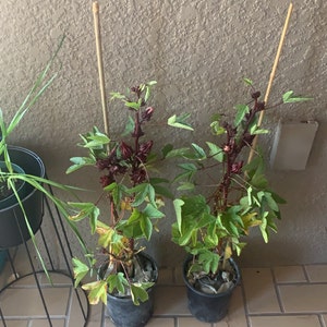 Geffner Atemoya 1 Plant 2 to 3 Feet Tall Ship in 3gal Pot - Etsy