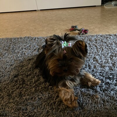 50 Small Dog Bows Variety Pack Dog Grooming Bows Cheerful - Etsy