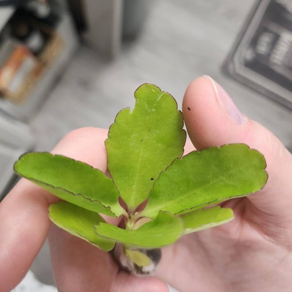 1 Ft Jamaica Leaf of Life Fully Grown Live Plant Organic Miracle Leaf ...