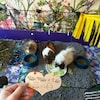 Bunny Rabbit Ears Down Cage Tag, Personalized, Custom, Engraved Wood ...