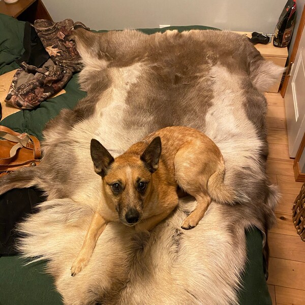 Giant Exclusive Scandinavian Reindeer Natural, Skin Hide Rug, Caribou ...
