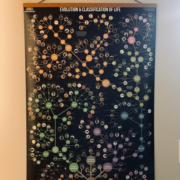 Evolutionary Tree of Life Poster - Etsy