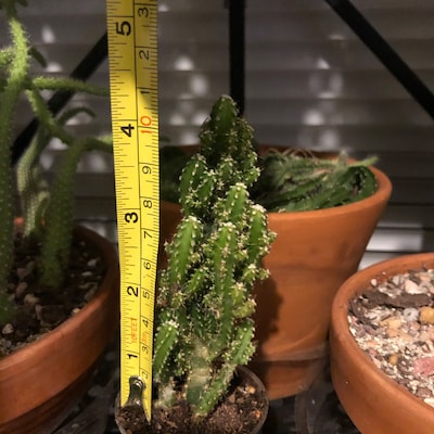 Acanthocereus Tetragonus fairy Castle Triangle Cactus Live Plant - Etsy