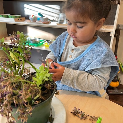 Care of Plants Montessori Practical Life Activities Care of Environment ...