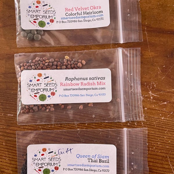 Aztec Black Corn, Ancient Heirloom, 20 Seeds Non GMO, Early Plants ...