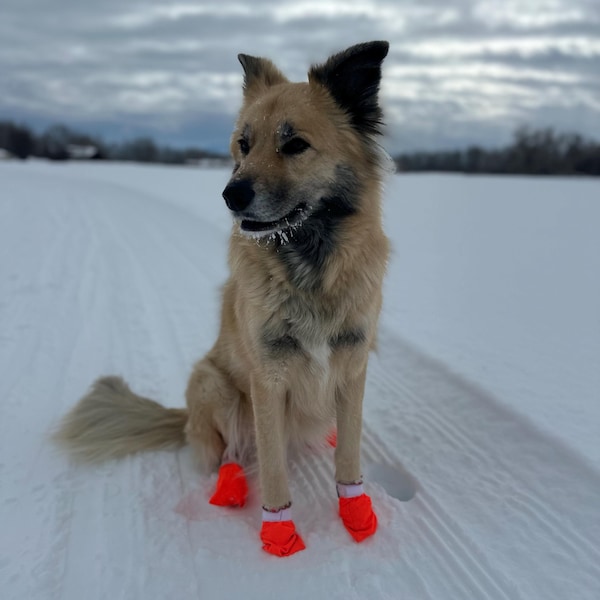 Finish Top Dog Booties (set of 4) Sled Dog Snow Boots Iditarod Boots ...
