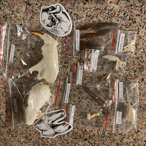 Natural History Mystery Box: Bone, Fossil & Mineral Collection - Etsy