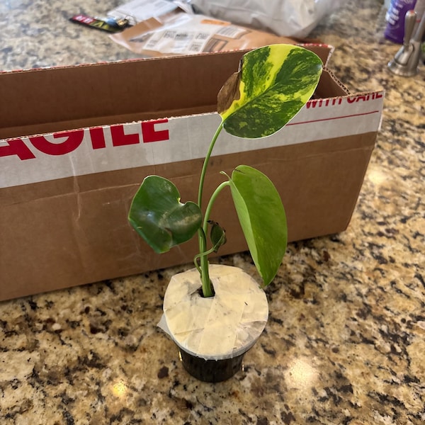 Monstera Bulbasaur 3GL - Etsy