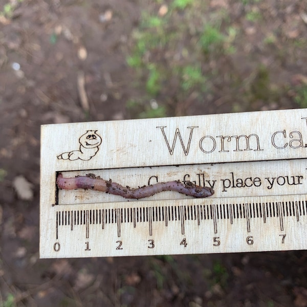 Portable Insect Bug Box Collection Box Parent-child Outdoor Forest ...