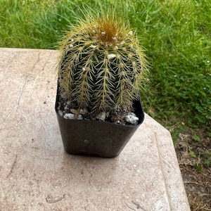 2, 4 Pot of Yellow Tower Lemon Ball Parodia Leninghausii Cactus - Etsy