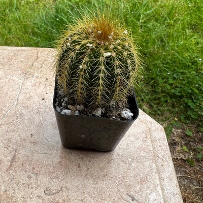 2, 4 Pot of Yellow Tower Lemon Ball Parodia Leninghausii Cactus - Etsy