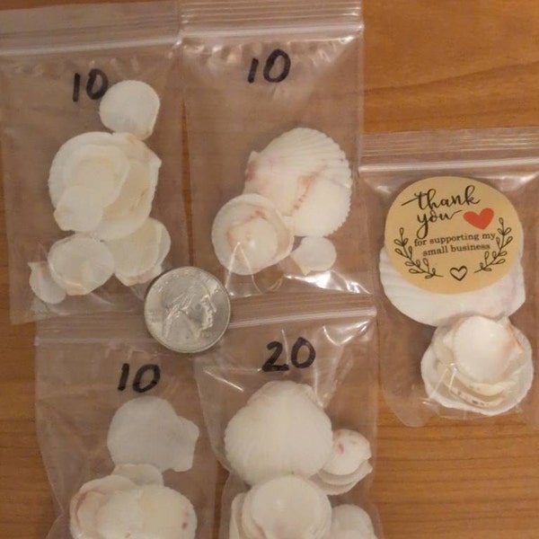 White Beach Shell Sanibel Island Shell Ornament DIY Beach Decor | 8 ...