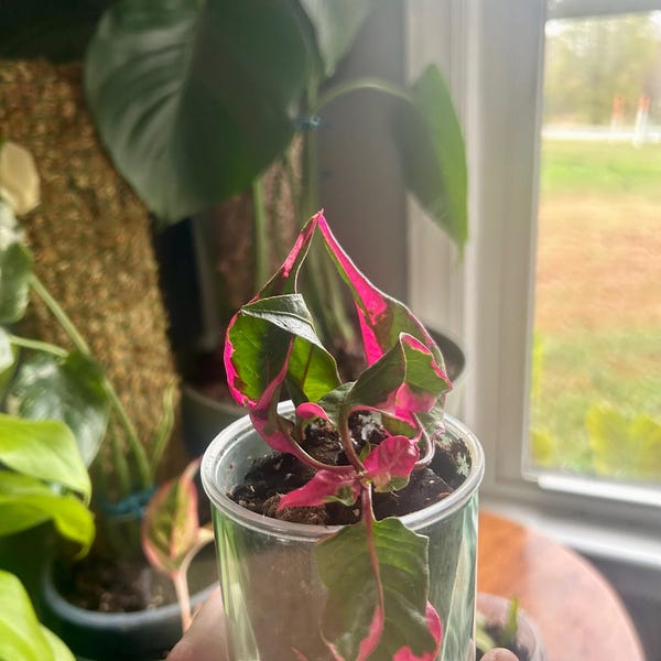 Philodendron El Choco Red Starter Plant ALL STARTER PLANTS Require You ...