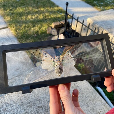 Penthicodes Farinosa Peleng, Real Lanternfly, Fulgoridae , Floating ...