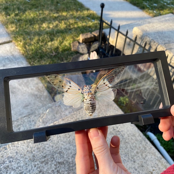 Penthicodes Farinosa Peleng, Real Lanternfly, Fulgoridae , Floating ...