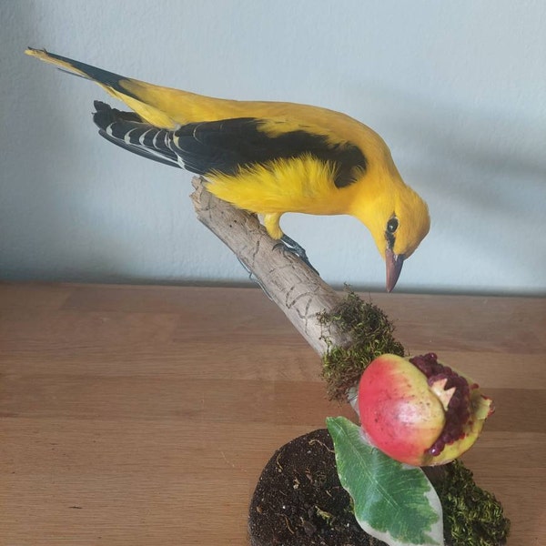 Taxidermy Bird Stuffed Bird AFRICAN SULTAN CHICKEN Porphyrio ...