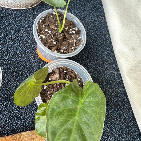 Alocasia Platinum “bisma” Starter Plant (ALL STARTER PLANTS Require You ...