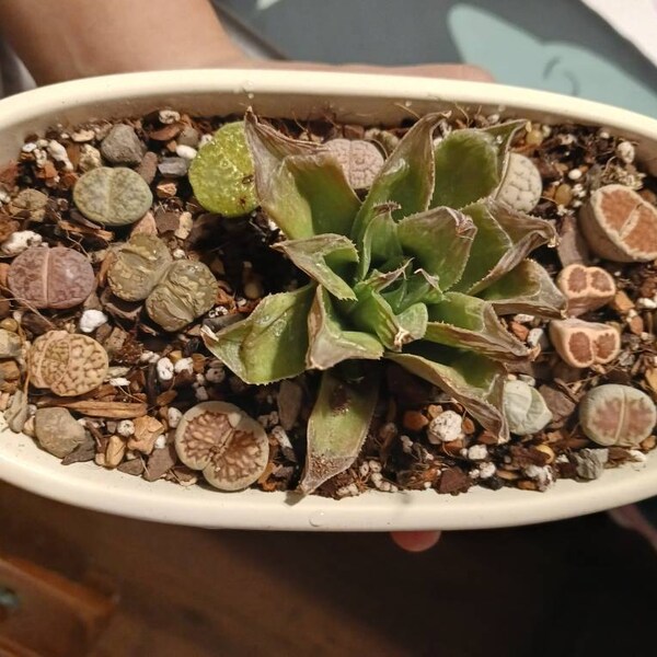 Live Plant Lithops Pseudotruncatella C244/white Plant/0.5 - Etsy