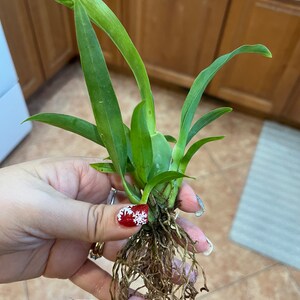 Oncidium Sharry Baby 'red Fantasy', Famous Orchid With Chocolate ...