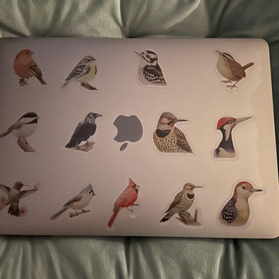 Female Northern Cardinal Sticker: Charming Colored Pencil Artwork - Etsy