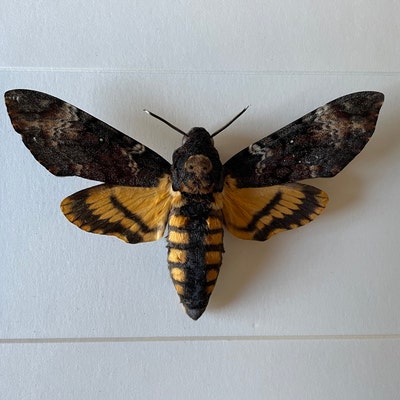 Real Framed Death Head Hawk Moth, Acherontia Atropos Shadow Box Frame ...