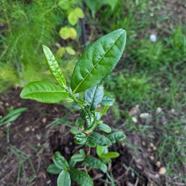 Camellia Sinensis (live Tea Plant Propagated From Plants at Former ...
