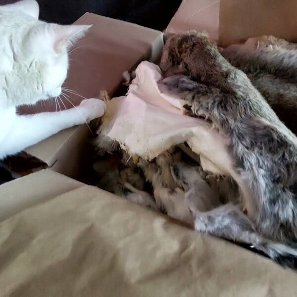 Assorted Natural Color Rabbit Fur Pelts - Craft Grade 5pk Assorted! - Etsy